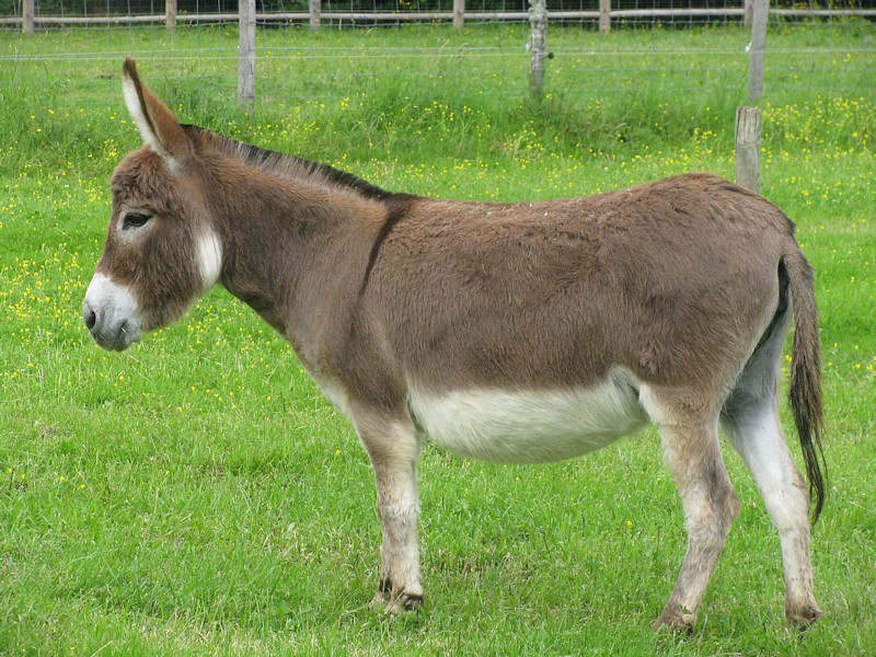 Ane miniature a vendre americain BBS, elevage micros-miniatures ...